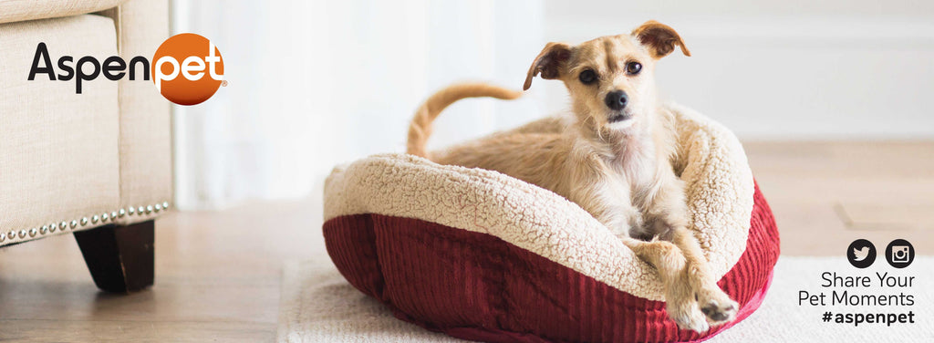 Aspen Pet: Classic Pet-Parent Essentials – Petmate