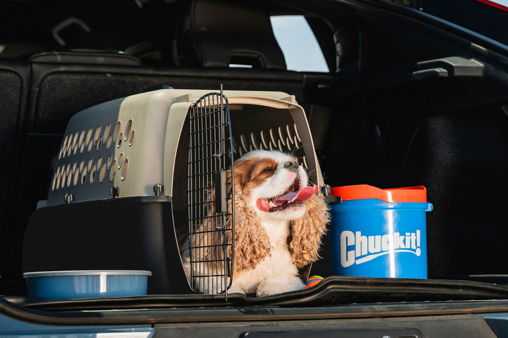 Chuckit! Bucket With Ultra Balls | Petmate