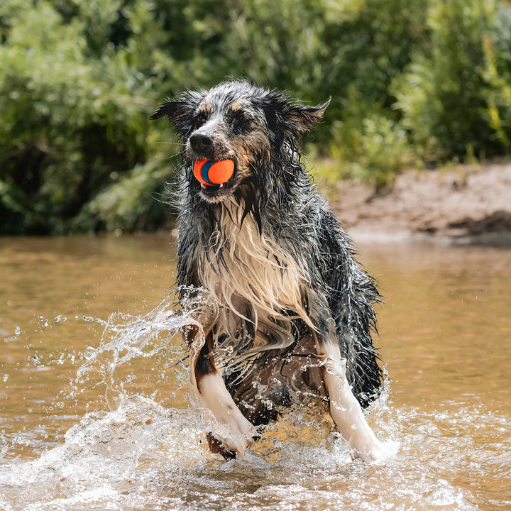 Chuckit!® Dog Toys | Petmate