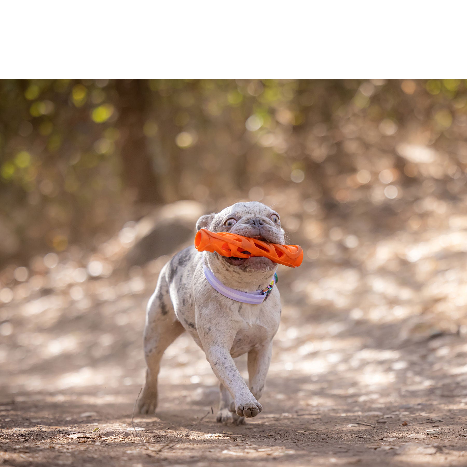 Chuckit! Air Fetch Stick Dog Toy | Petmate | Petmate