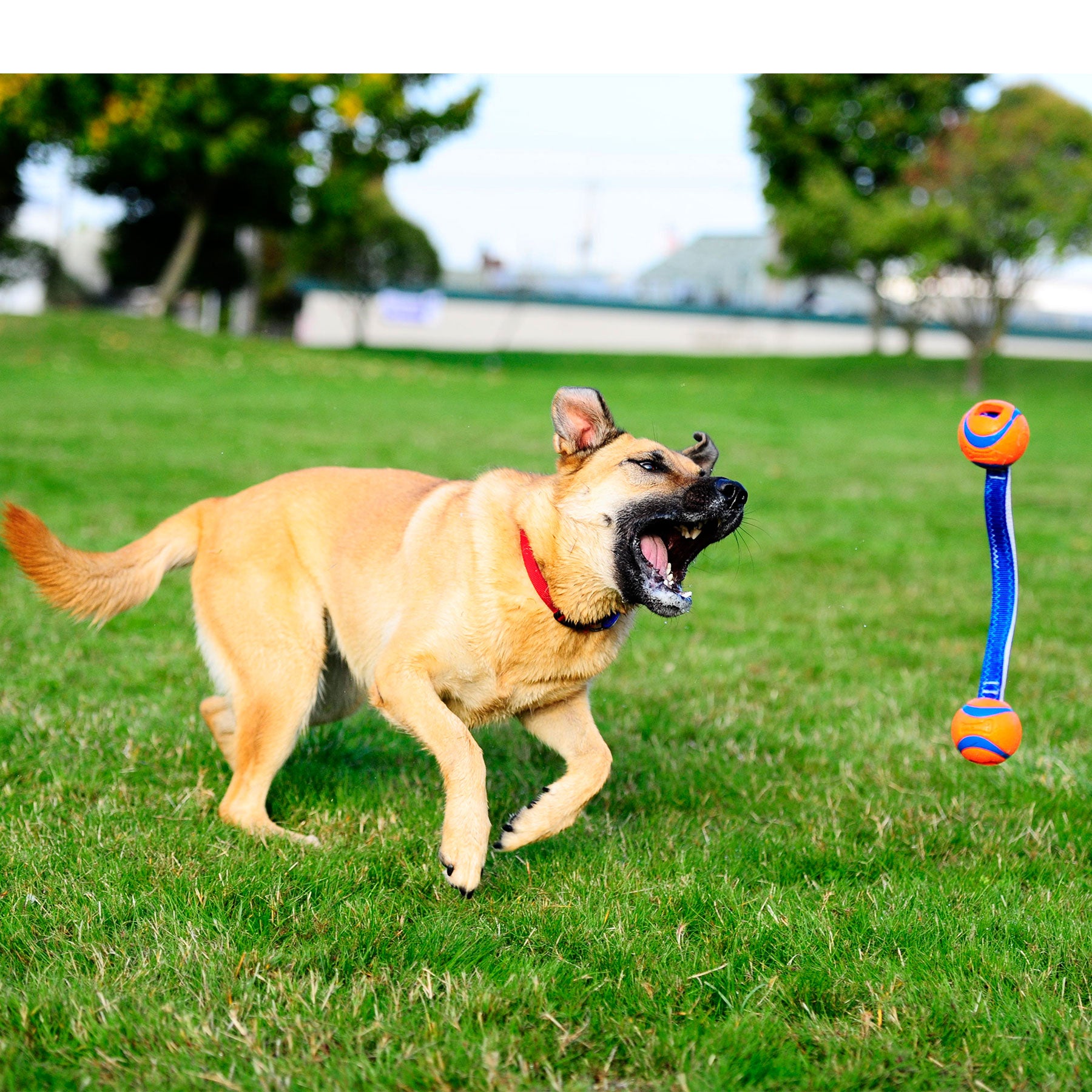 Chuckit! Ultra Duo Tug Dog Toy - Petmate