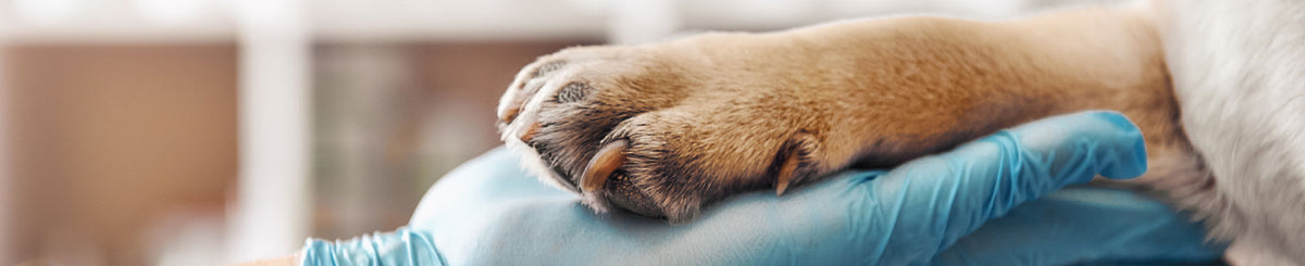 Common Canine Leg Injuries – Petmate