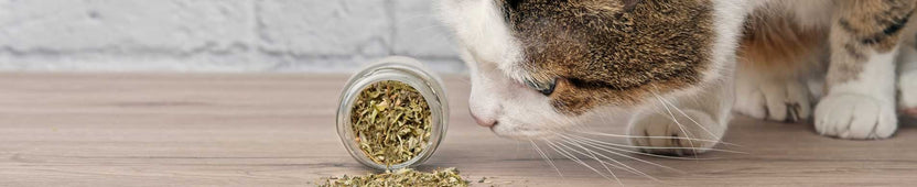 The Do's and Don'ts of Catnip – Petmate