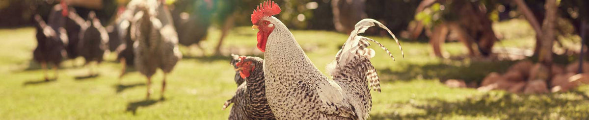 7 Tips Every Backyard Chicken Owner Should Know – Petmate