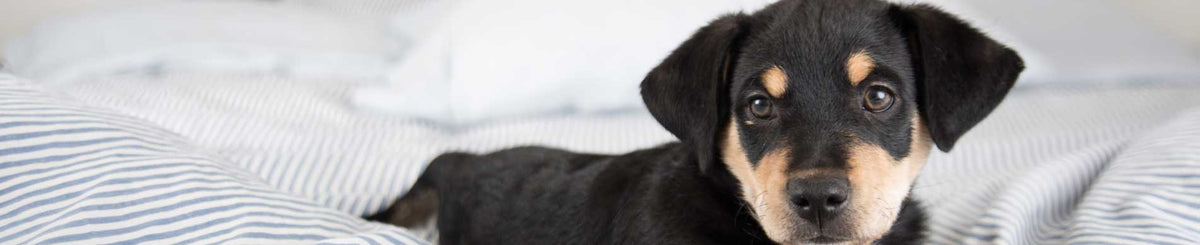 6 Signs You Are Ready For A Dog – Petmate