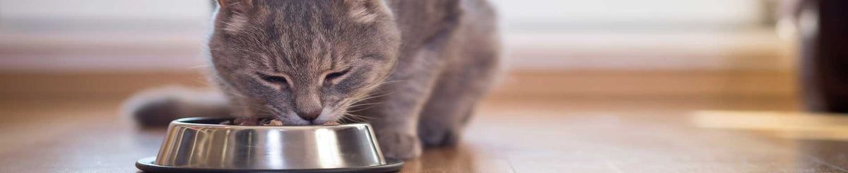 A Step-by-Step Guide To Fostering a Cat – Petmate