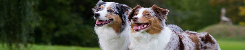 Pure Breeds Vs. Mixed Breeds – Petmate