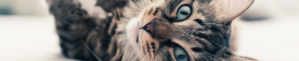 The Origin of Cats' "Nine Lives" - Petmate - Petmate