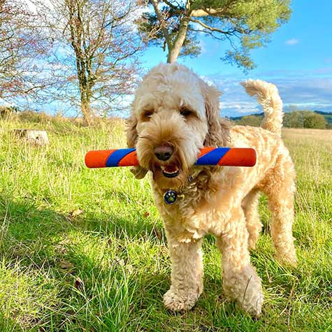 Chuckit! Ultra Fetch Stick | Petmate